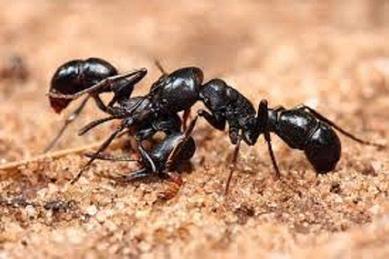 Myrmecophobia: Who is afraid of ants? Which vitamin deficiency causes ...